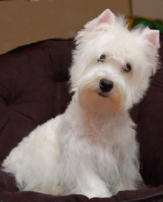 Westie
