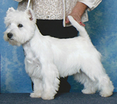 Westie