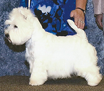 Westie