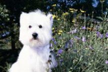 Westie
