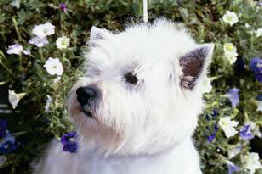 Westie