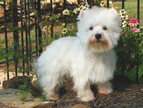 Westie
