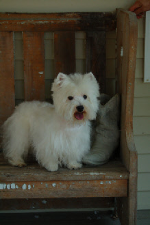 Westie
