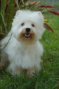 Westie