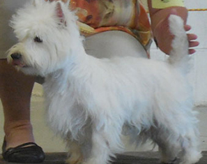 Westie